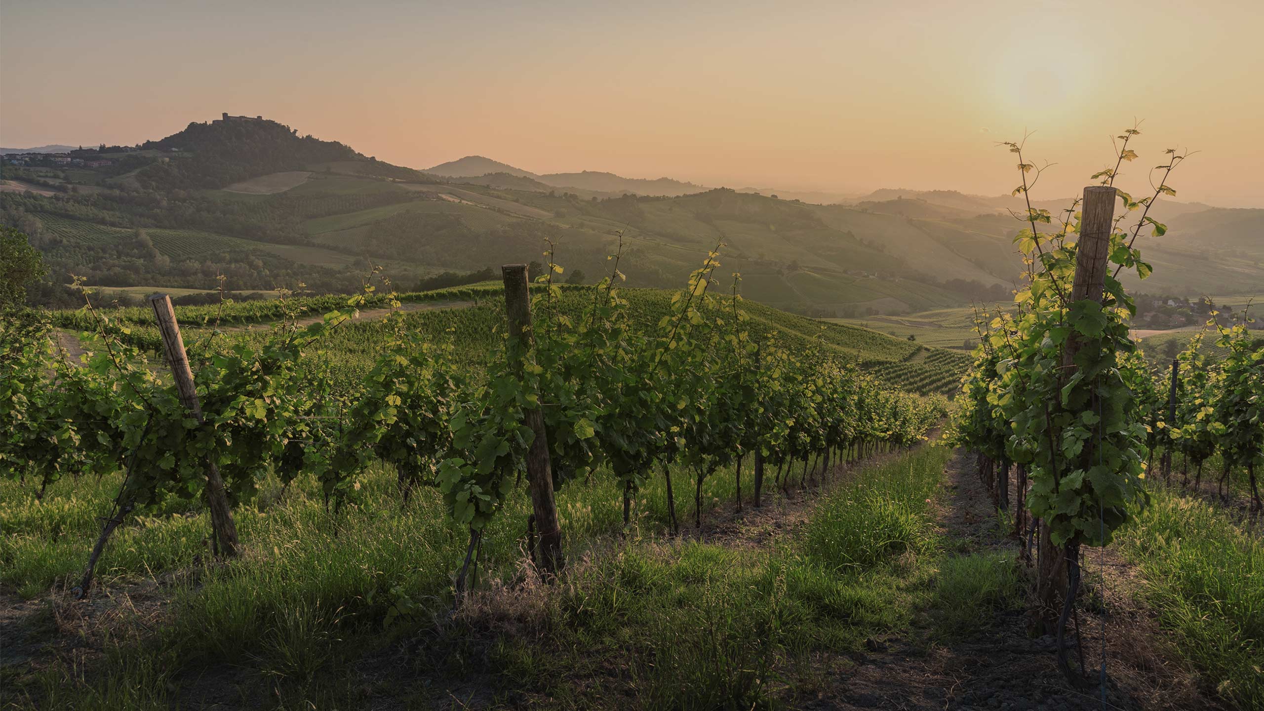 French Wine Importer & Wine Shop in Oakham | French Cellar